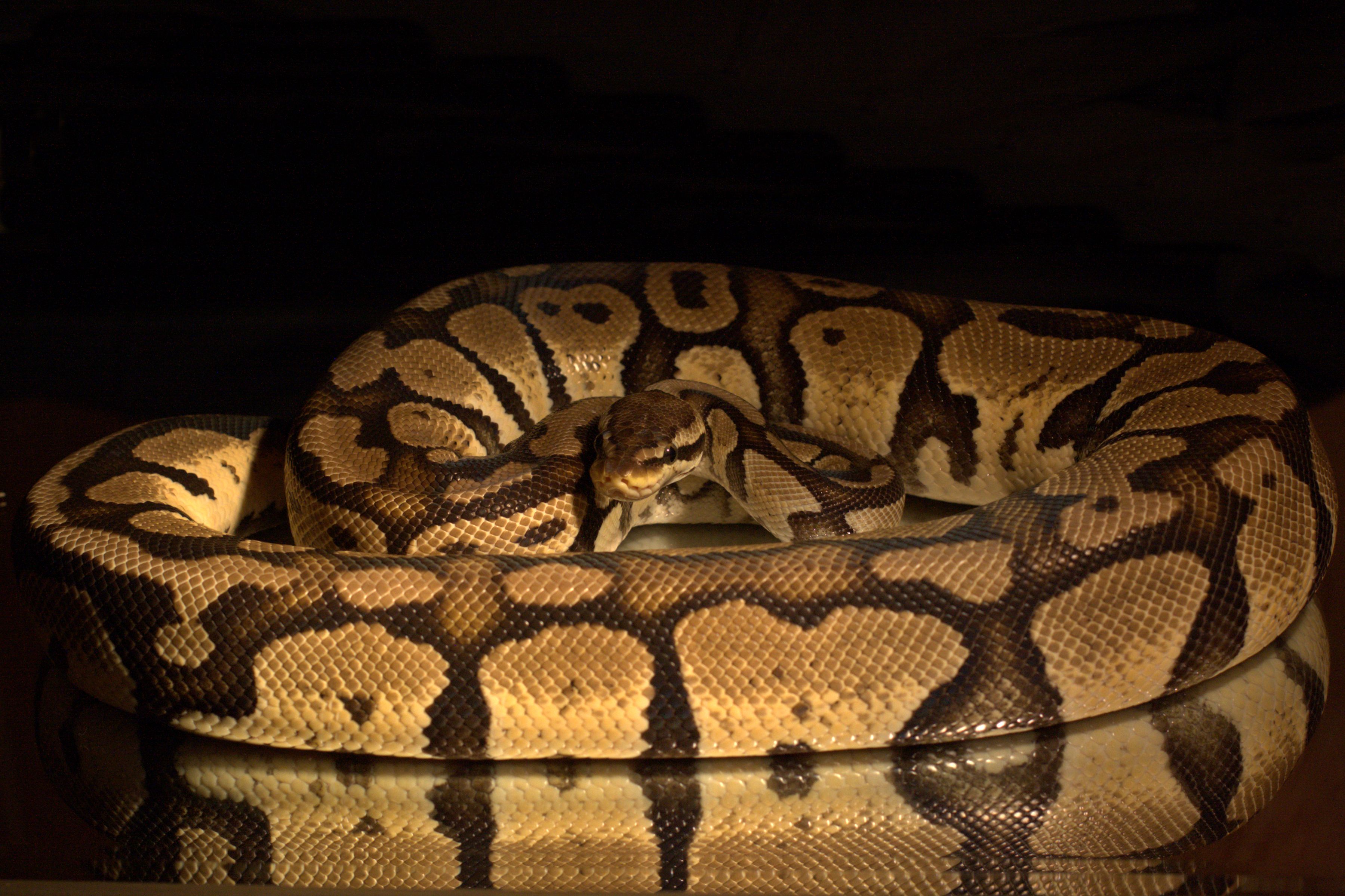 Collection – Nuregami